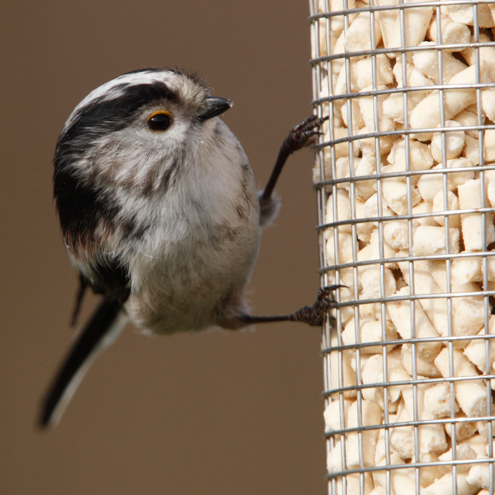 Bug & Minibeast Hotels & Study Centres - RSPB Shop