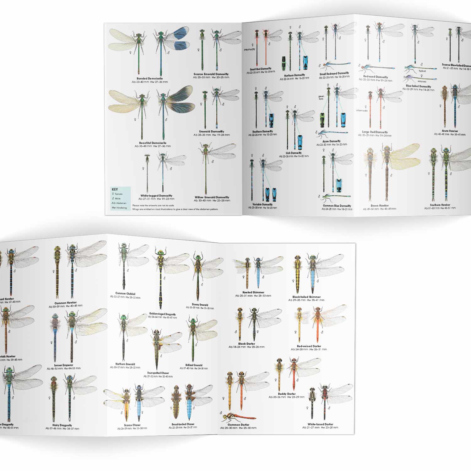 Dragonflies and damselflies identifier chart - RSPB ID Spotlight series ...