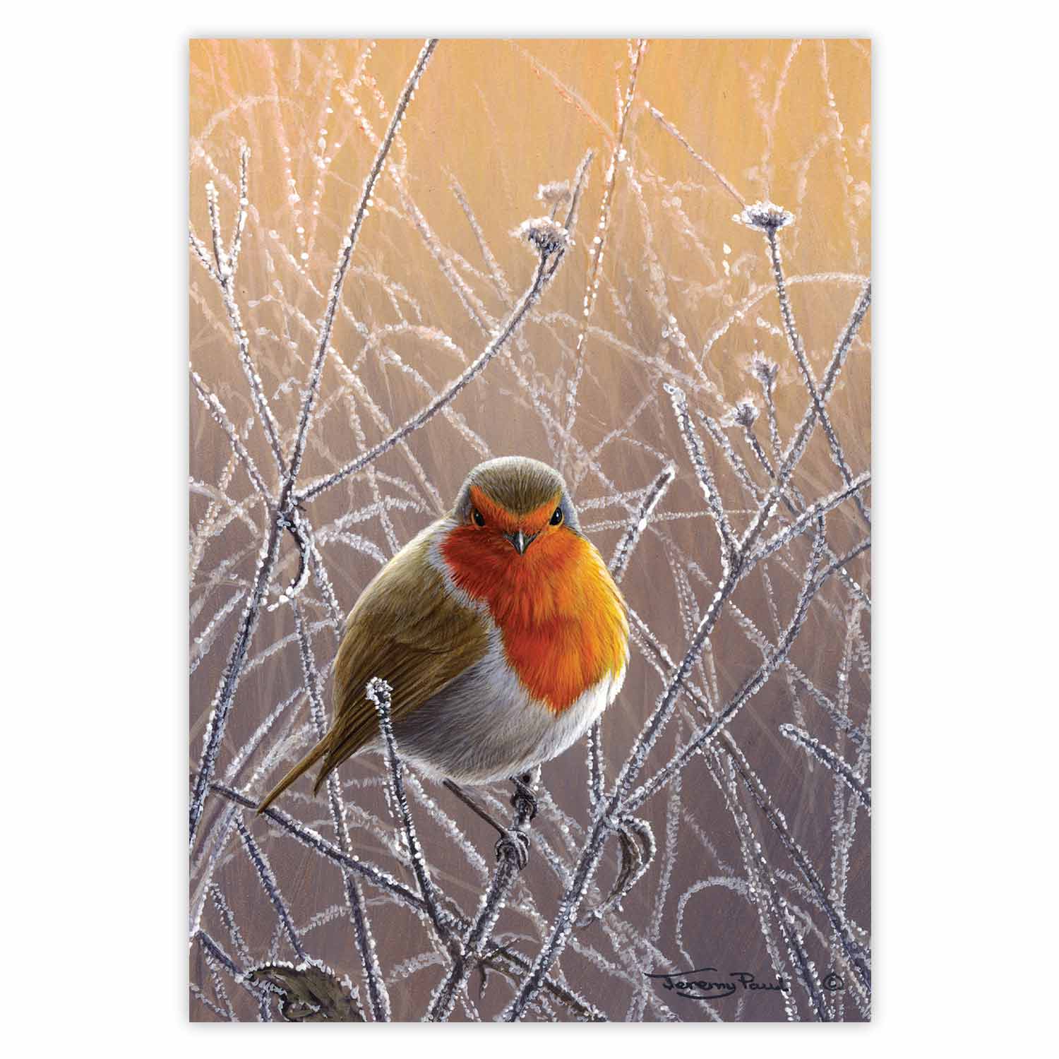 Charity Christmas Cards 2022, Fully Recyclable | RSPB Shop