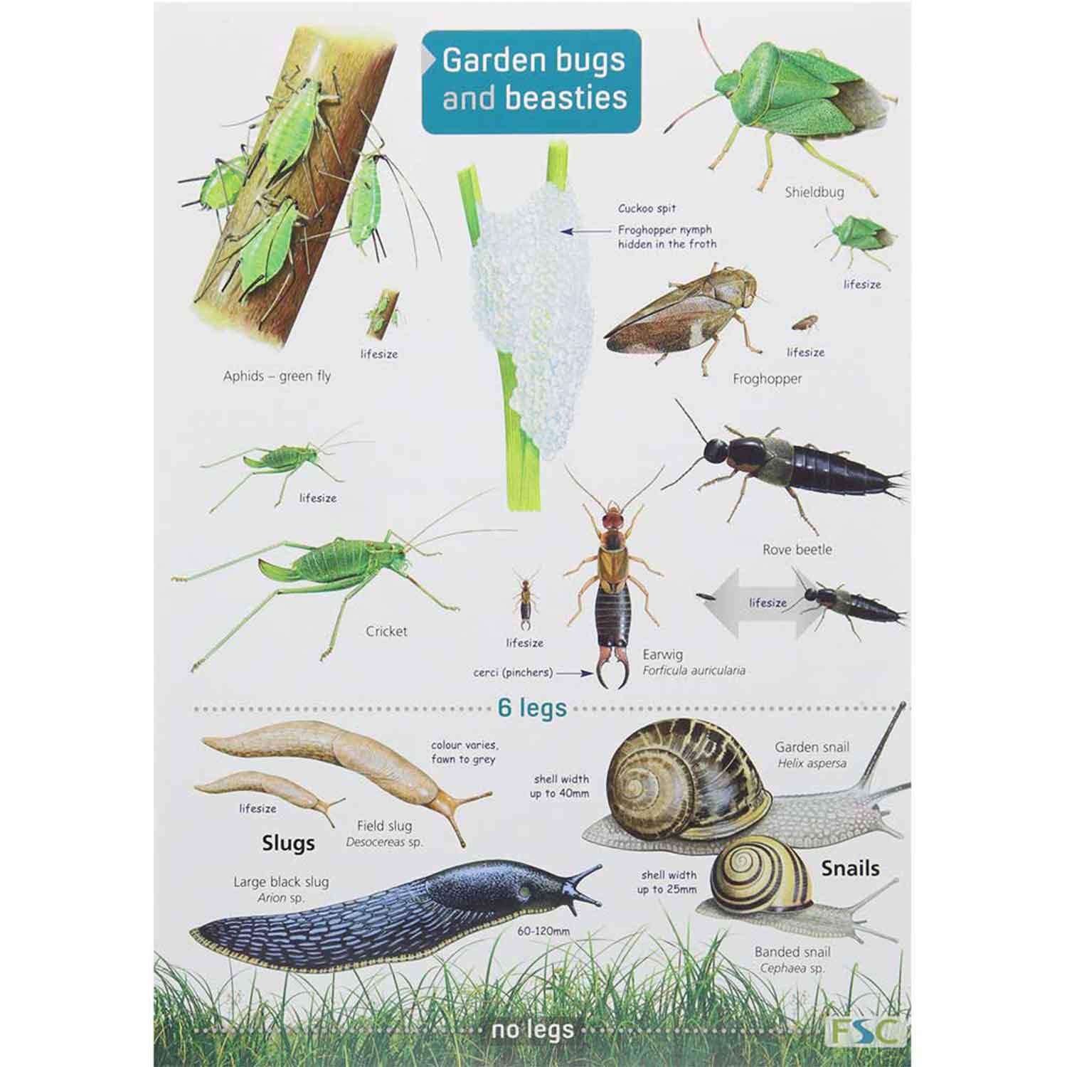 Bird Identifier Charts | Raptors, Garden & Coastal Birds - RSPB Shop