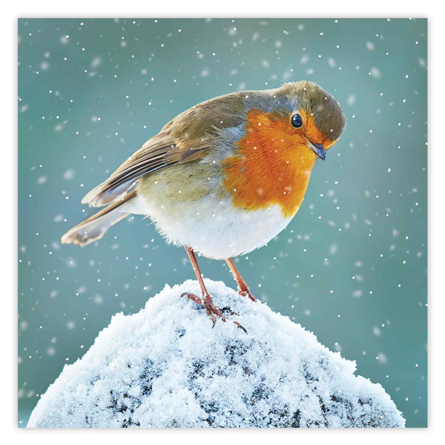 Charity Christmas Cards 2022, Fully Recyclable | RSPB Shop