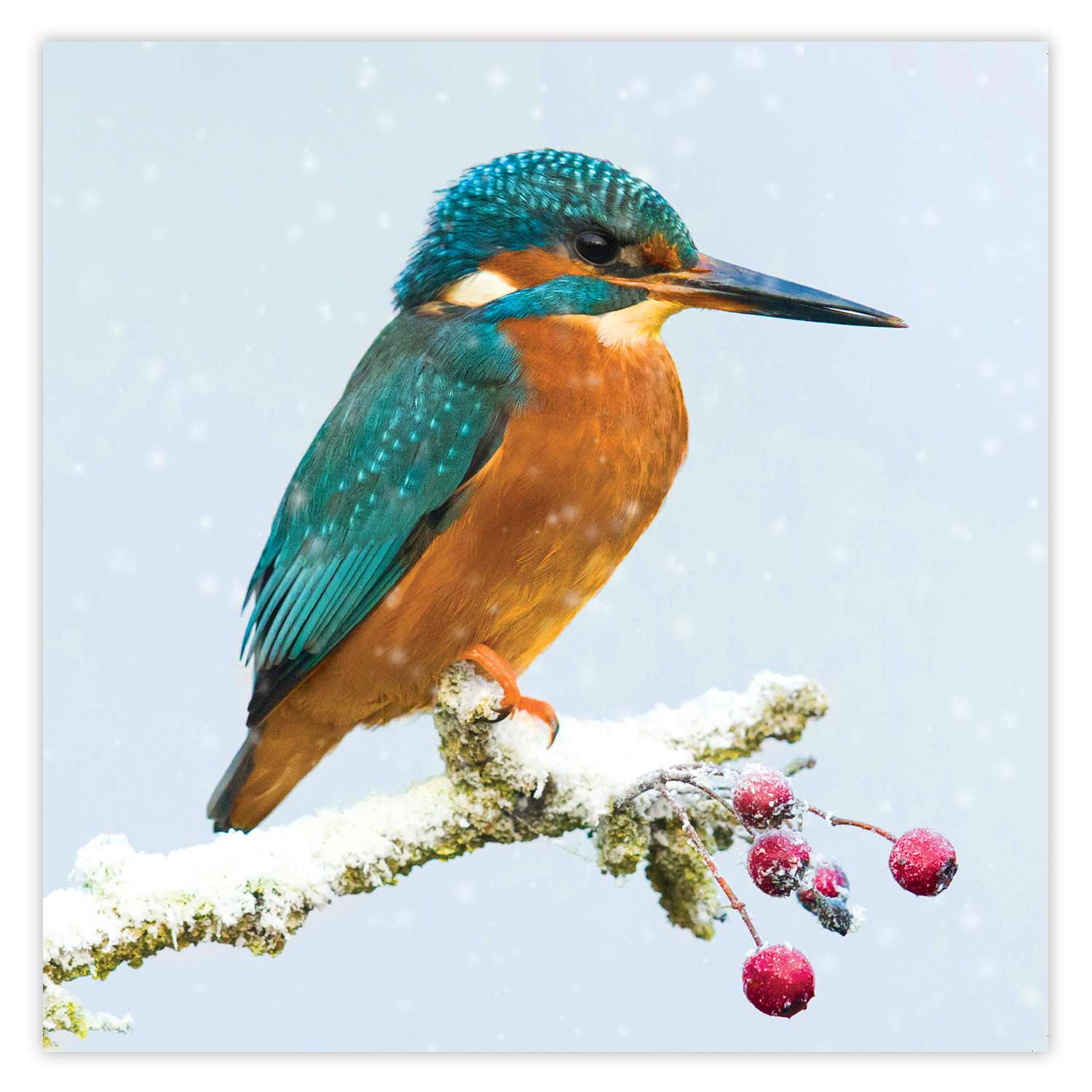 Charity Christmas Cards 2022, Fully Recyclable | RSPB Shop