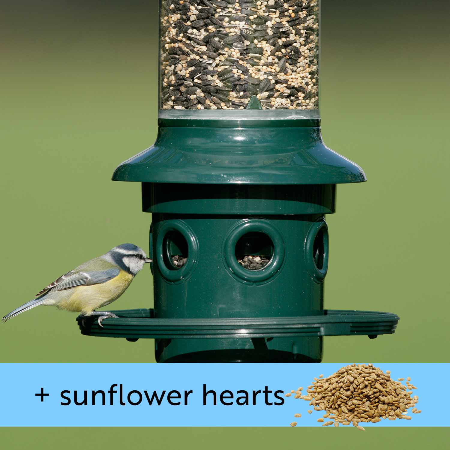 Squirrel Buster Mini Feeder & Sunflower Hearts | RSPB Shop