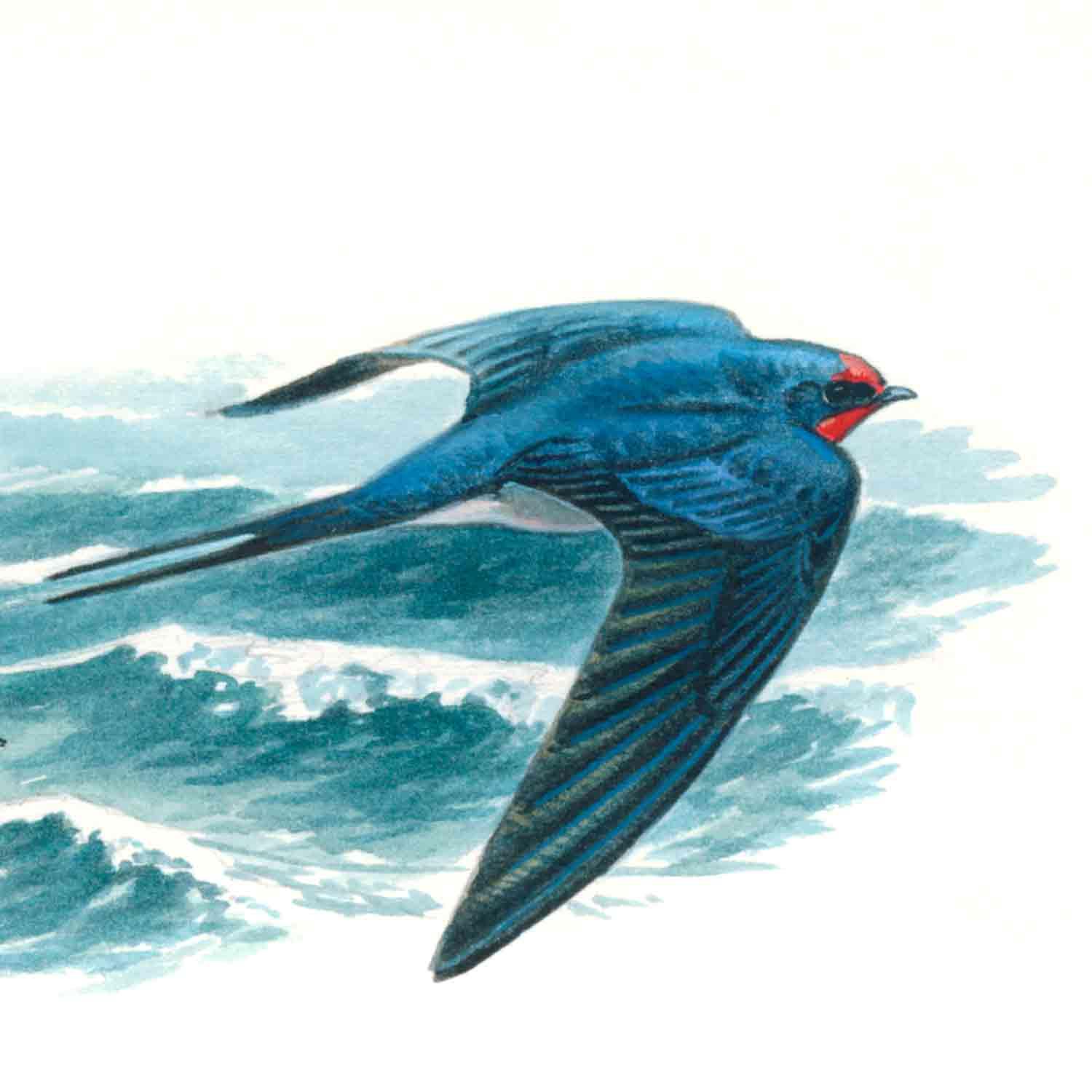 Swift Nest Box | RSPB Swift Box - RSPB Shop