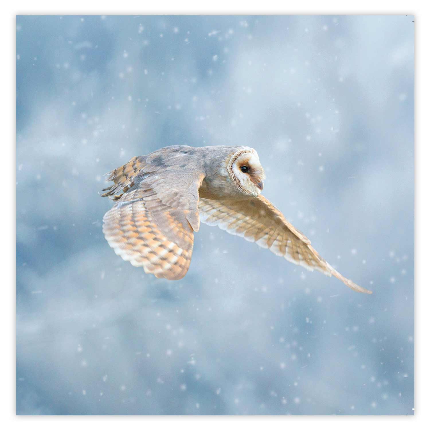 Charity Christmas Cards 2022, Fully Recyclable | RSPB Shop