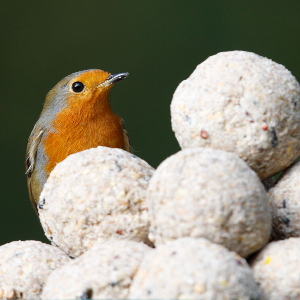 Large Bumper Box Suet Fat Balls - RSPB Shop