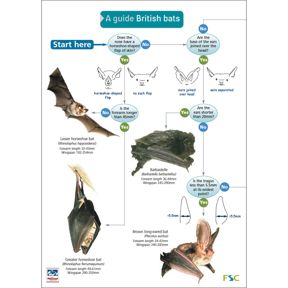 A Guide to British Bats Fold-out Chart - RSPB Shop