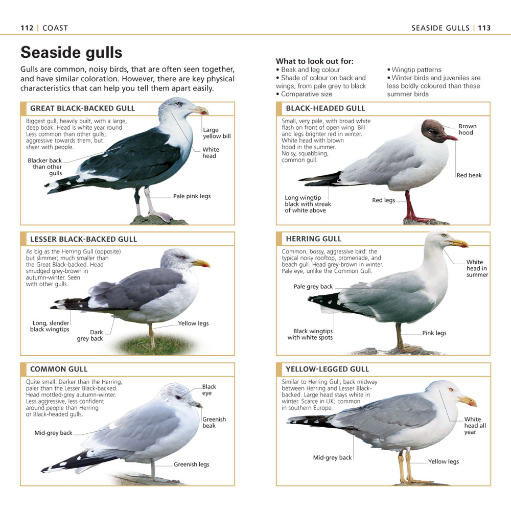 Whats That Bird | The Simplest Bird ID Guide Ever - RSPB Shop