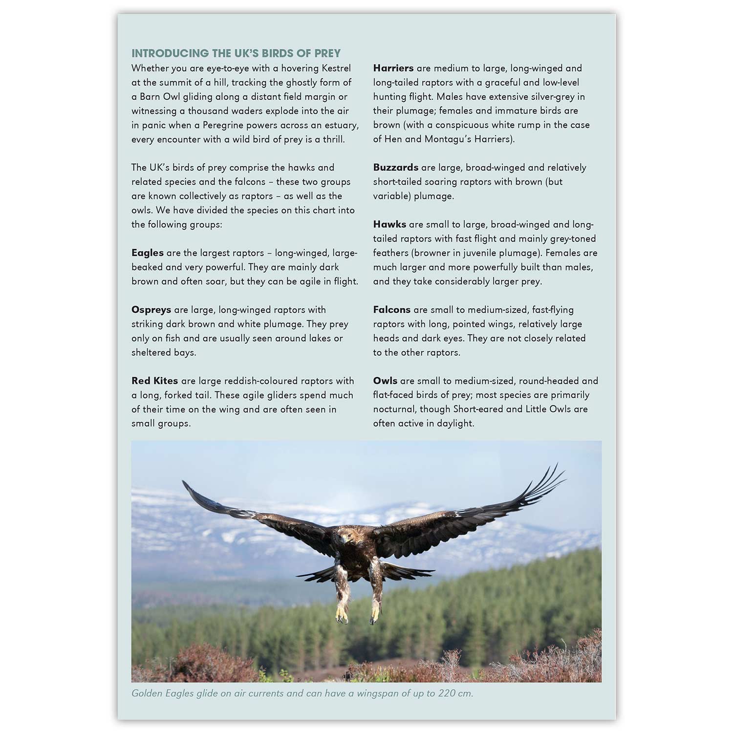 Birds of prey identifier chart - RSPB ID Spotlight series - RSPB Shop