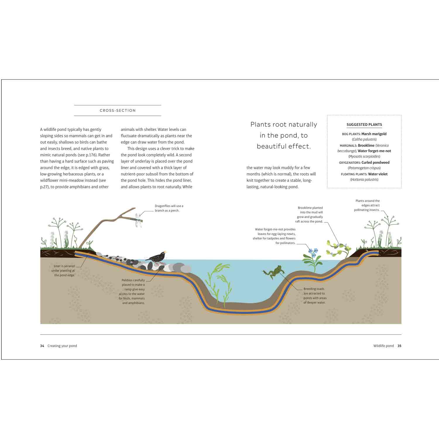 RSPB Shop - RHS How to Create a Wildlife Pond