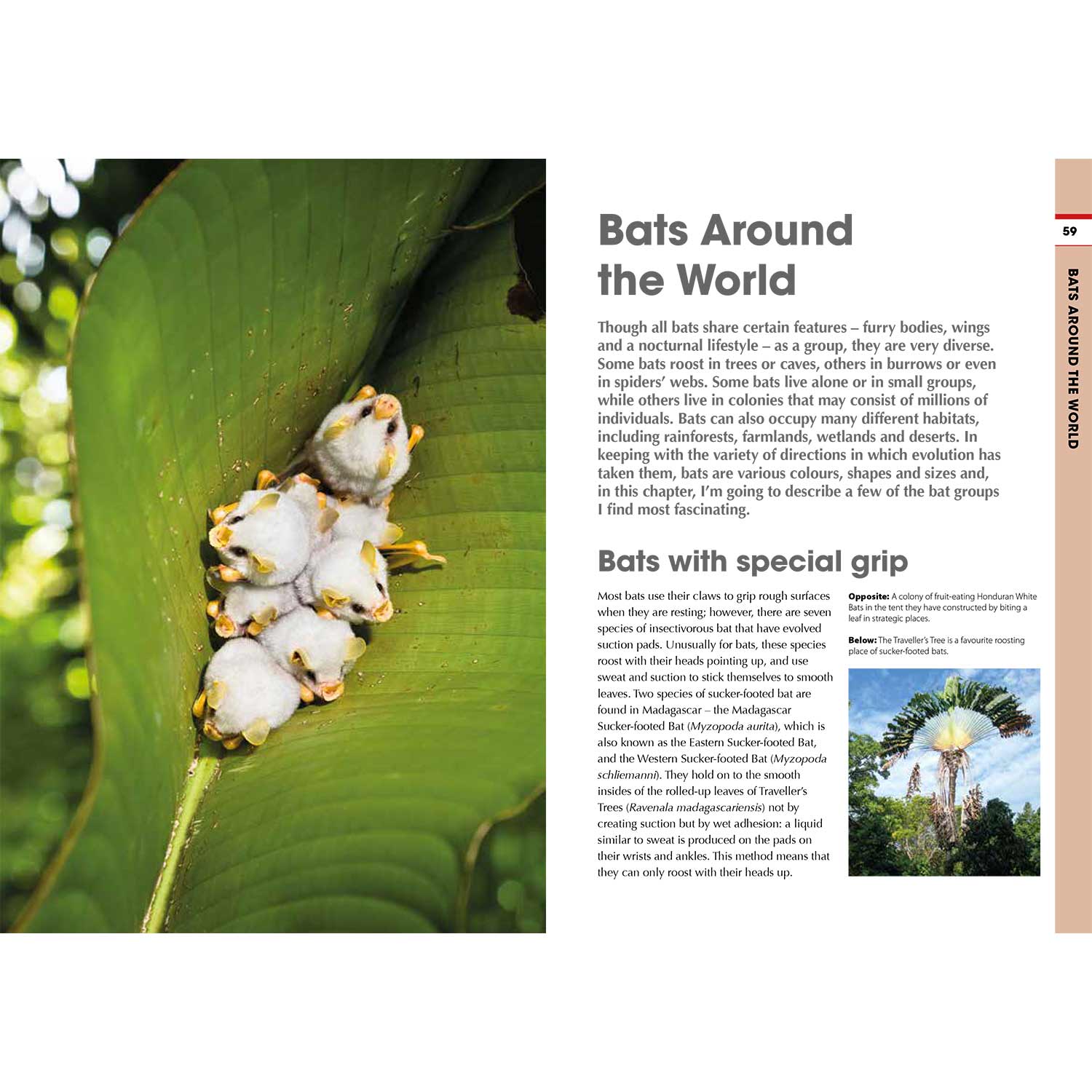 RSPB Spotlight Bats - RSPB Shop