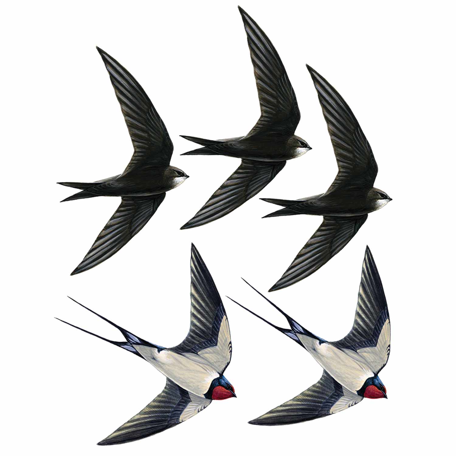 Bird Window Stickers | Swifts & Swallows - RSPB Shop