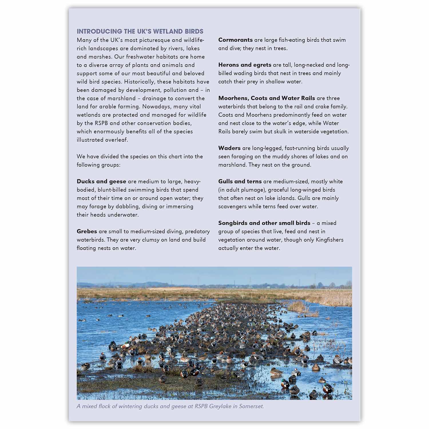 Wetland birds identifier chart - RSPB ID Spotlight series - RSPB Shop