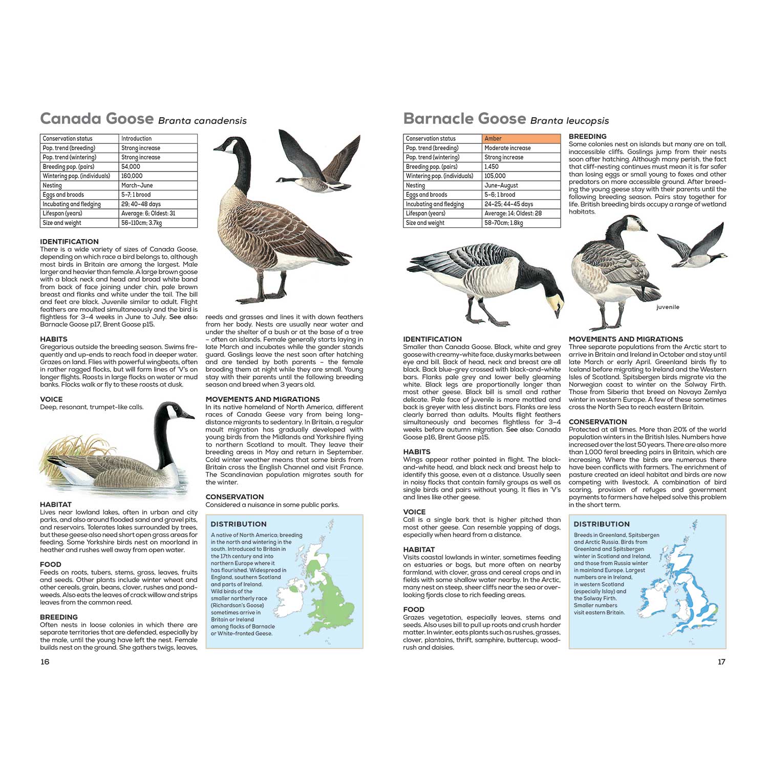 RSPB Handbook of British Birds, 5th edition - RSPB Shop