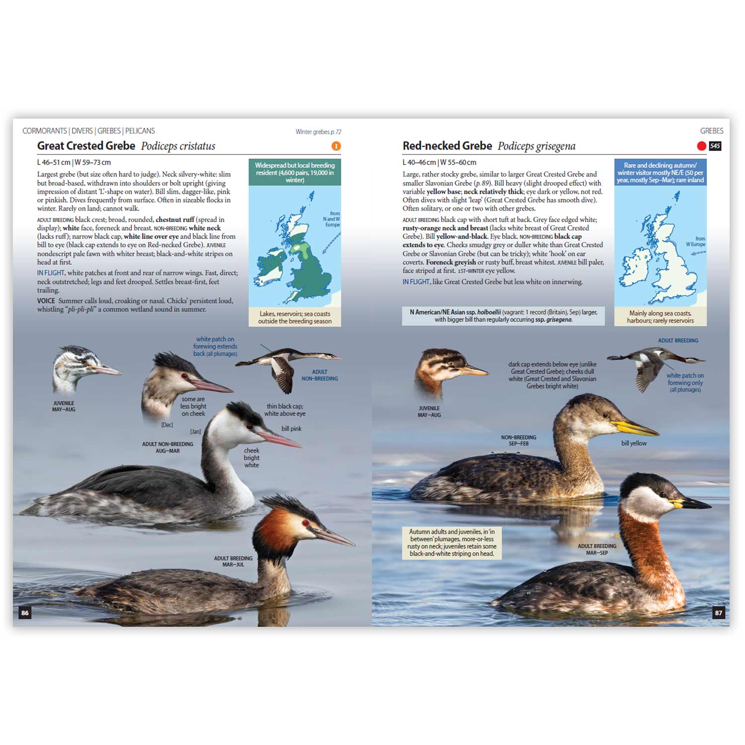 Britain's Birds, Second Edition by Rob Hume | RSPB Shop
